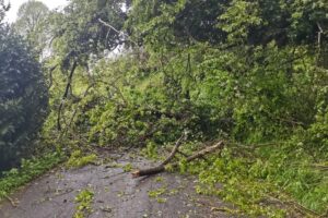 A Ovrano albero caduto, strada interrotta anche in valle Benazzo ...